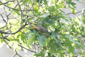 Birding Big Bend National Park: A Birder's Guide | BirdingLocations