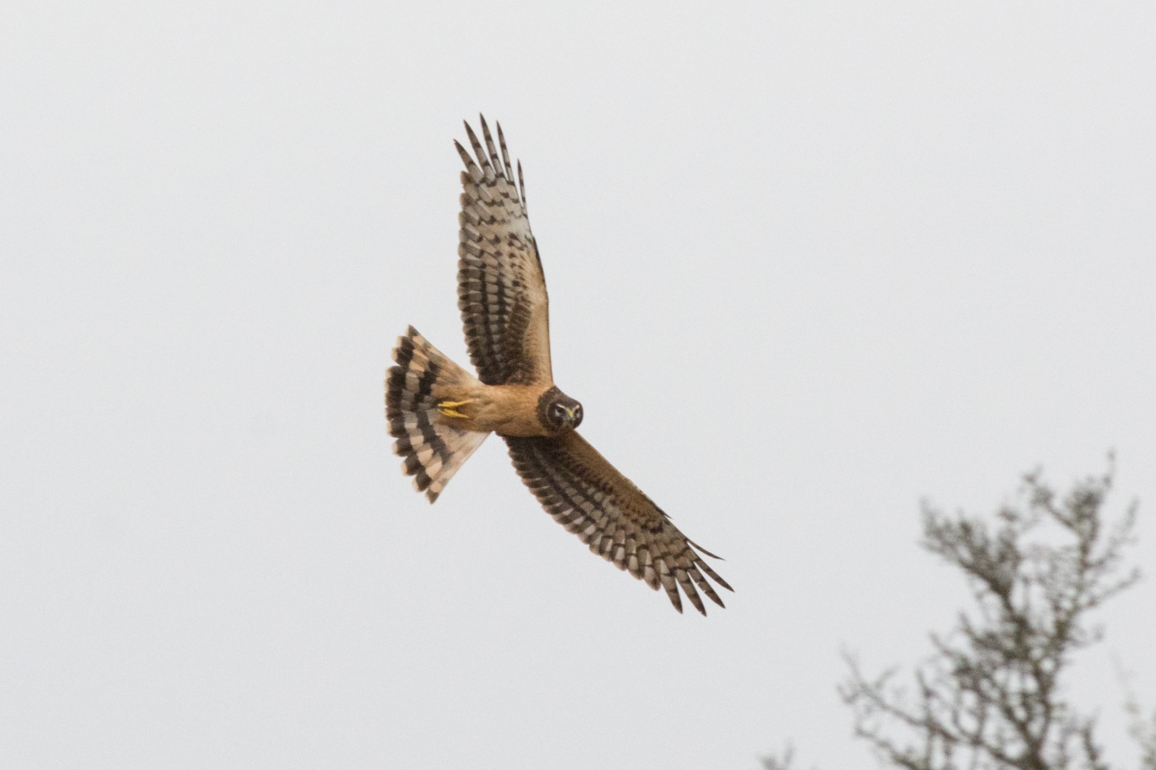 Hawks Common to Central Texas | BirdingLocations