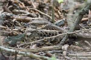 Santa Ana National Wildlife Refuge | Birding Locations