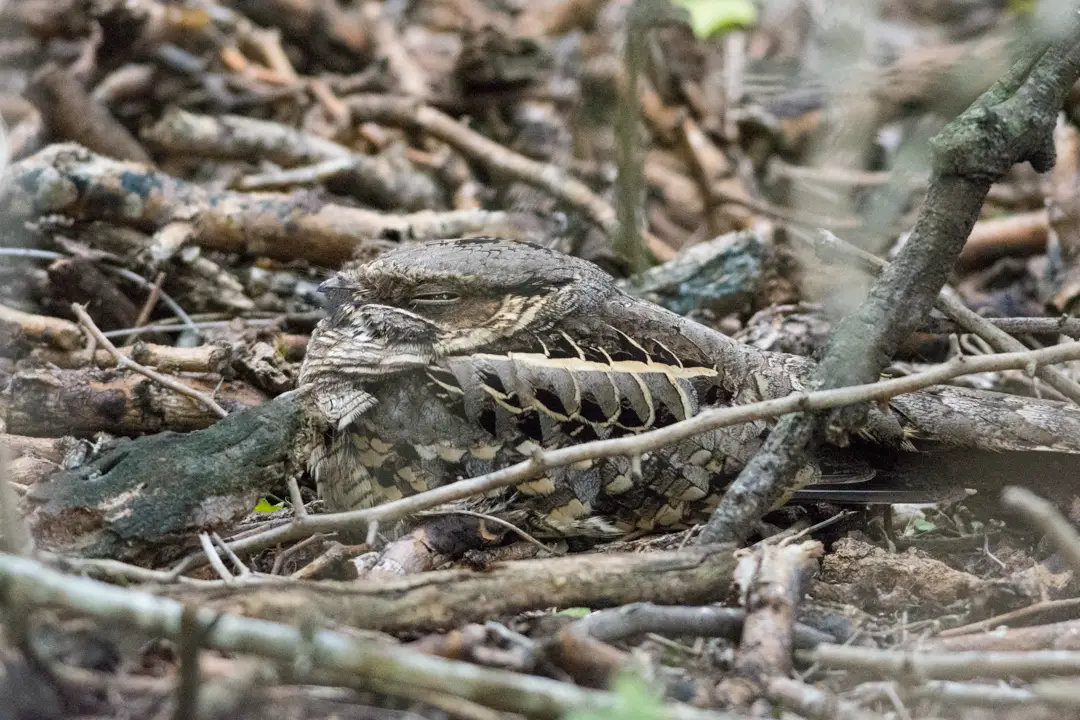 Santa Ana National Wildlife Refuge | Birding Locations