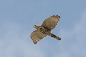 Santa Ana National Wildlife Refuge | Birding Locations
