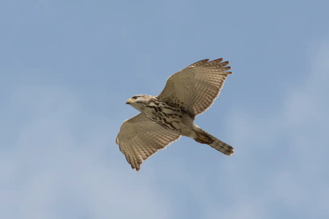Santa Ana National Wildlife Refuge | Birding Locations