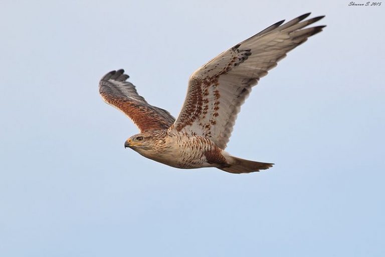 Texas Hawks and How to Tell Them Apart | BirdingLocations