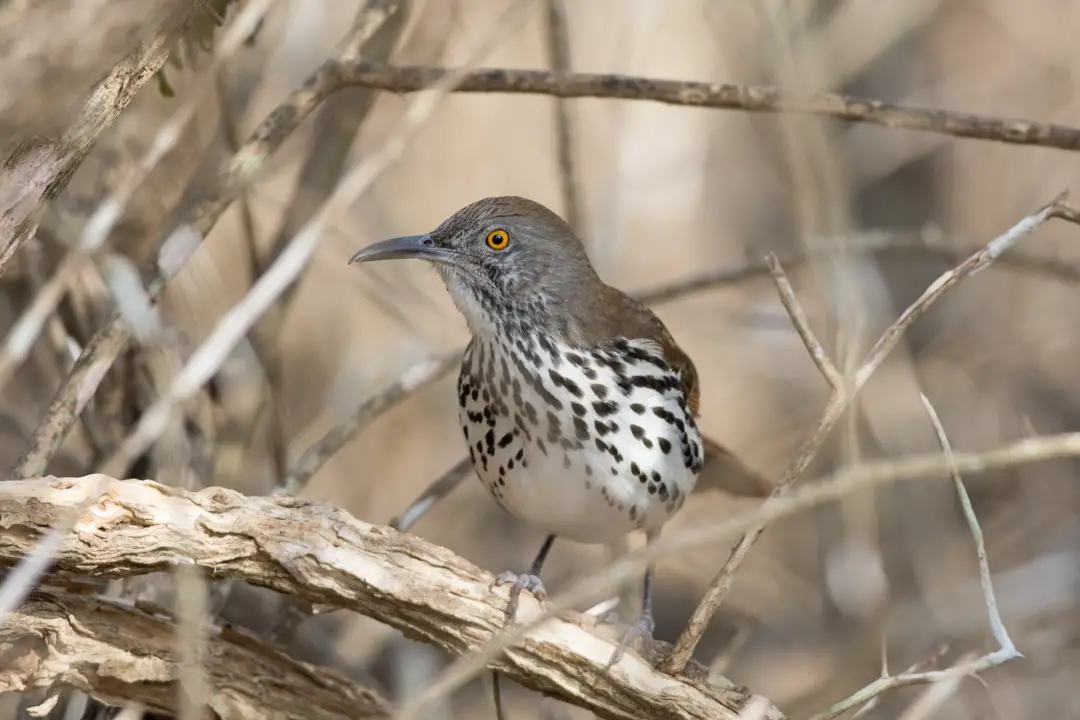 18 South Texas Specialty Birds & How to See Them | BirdingLocations
