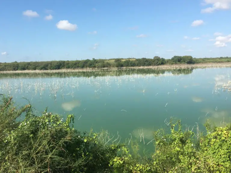 Mitchell Lake Audubon Center | Birding Locations