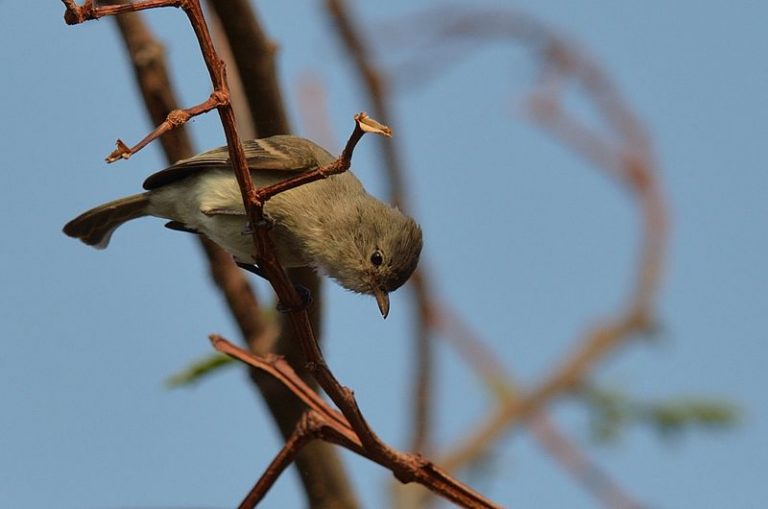 18 South Texas Specialty Birds & How to See Them | BirdingLocations