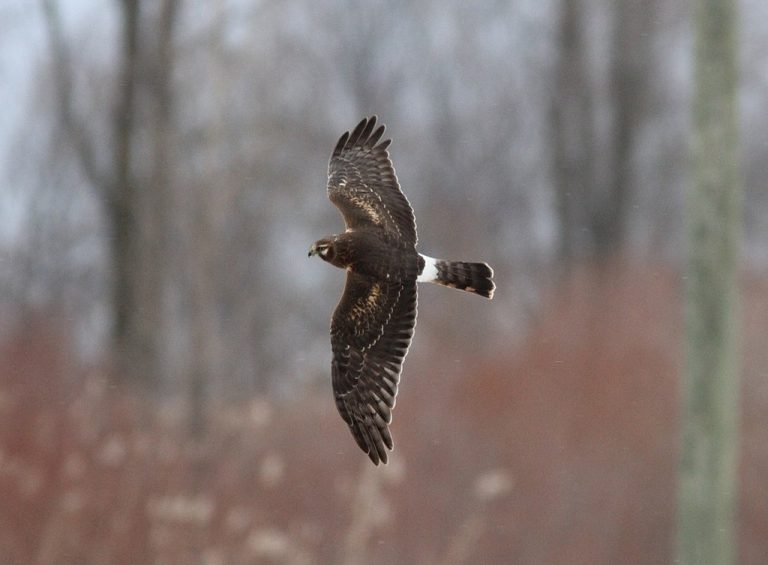 Hawks Common to Central Texas | BirdingLocations