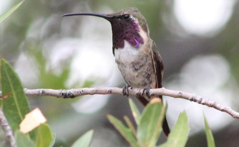Texas Hummingbird Species and Where to See Them | BirdingLocations