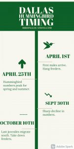 Hummingbird Season in Texas & When to Hang Feeders | BirdingLocations