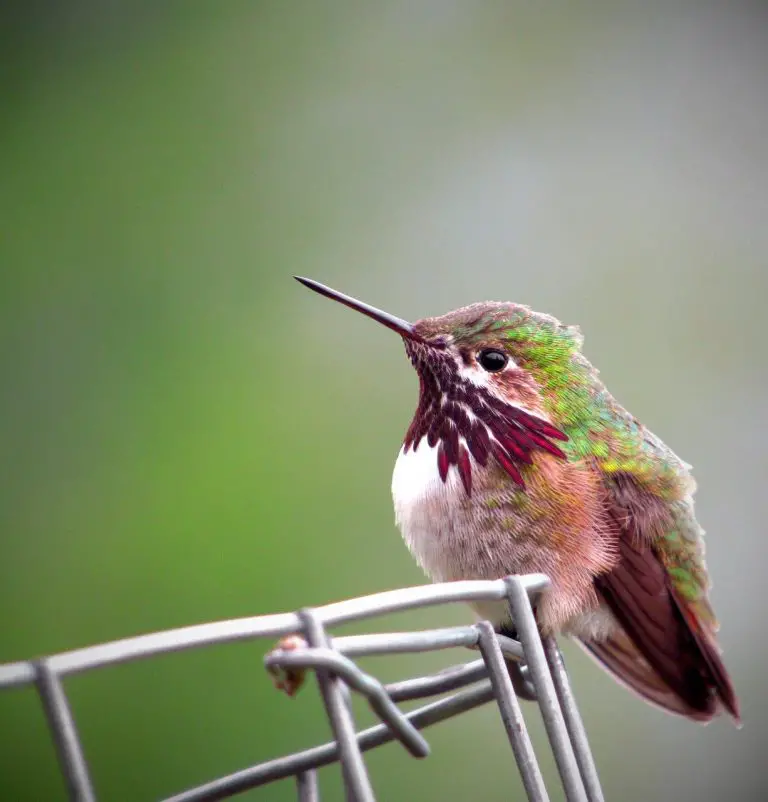 Texas Hummingbird Species and Where to See Them | BirdingLocations